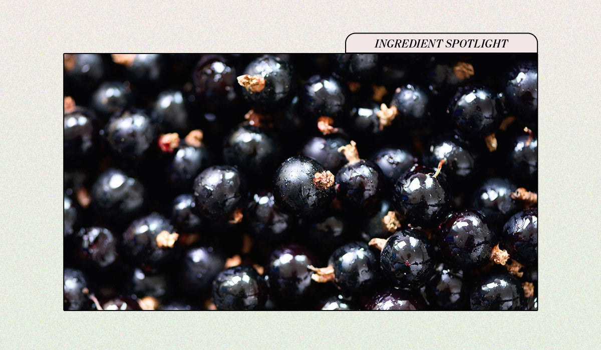 Why Black Currant Seed Oil is Incredible For Practically Any Skin Type ...